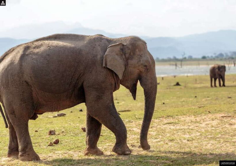 Udawalawe National Park Private Safari + Transit Home Visit - How Does This Tour Value for Money?
