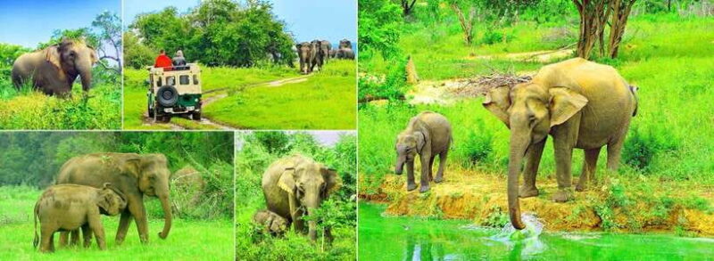 "Udawalawe National Park Safari with Pickup & Drop-off" - Final Thoughts