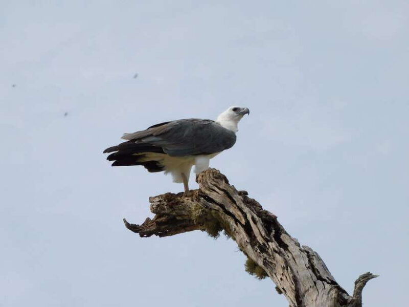 Udawalawe Safari Tour from Hambantota Port(Shore Excursion) - Who Should Consider This Tour?