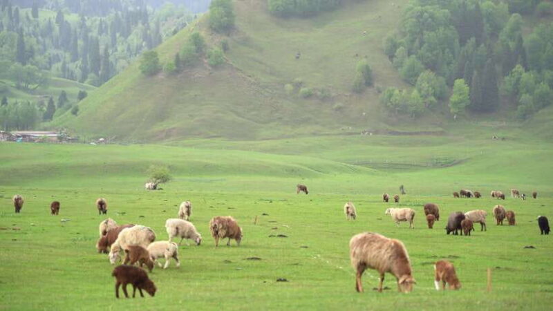 Urumqi: 8-Day Private Tour to Sayram Lake and Yining - Transportation and Comfort