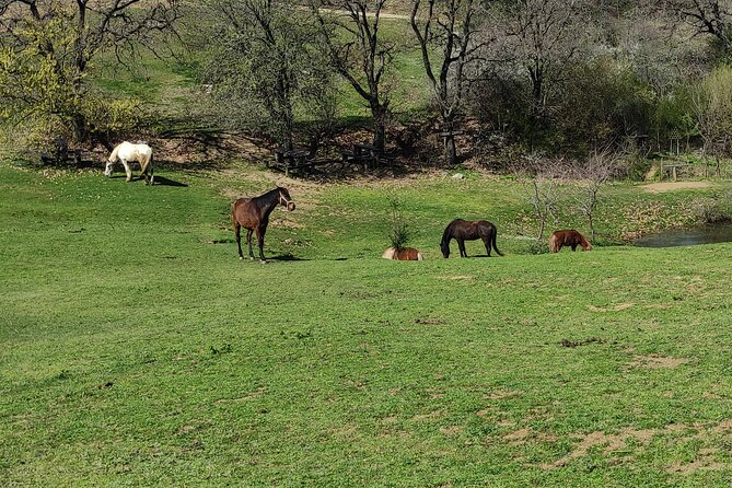 Visit a Farm and Horseback Riding in Nature - Frequently Asked Questions