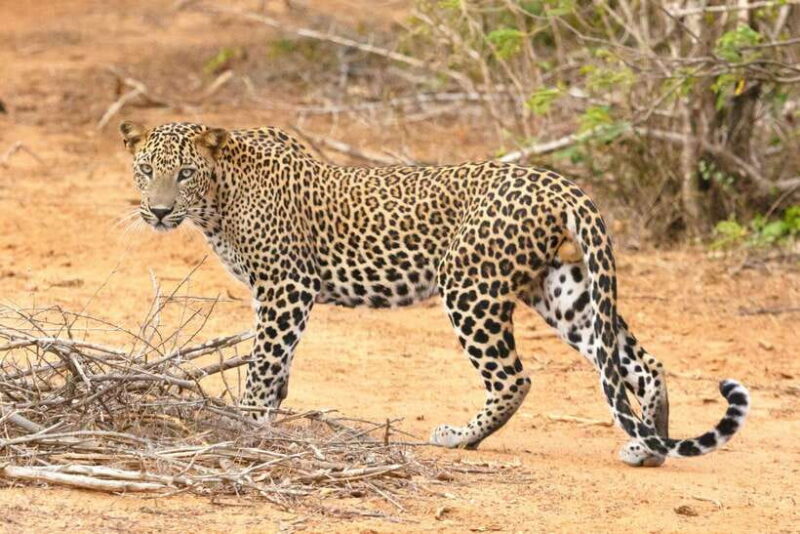 Visit sri Lanka 7 Days Round Trip - Who Will Love This Tour?
