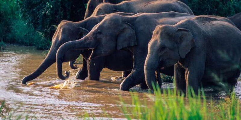 Wasgamuwa National Park Safari from Polonnaruwa - Final Thoughts