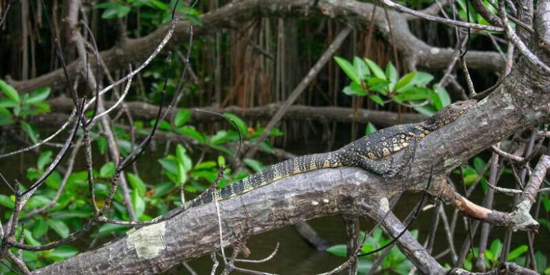 West coast Beach, River Mangroves lagoon, Wildlife boat Tour - Exploring Cultural and Historical Sites