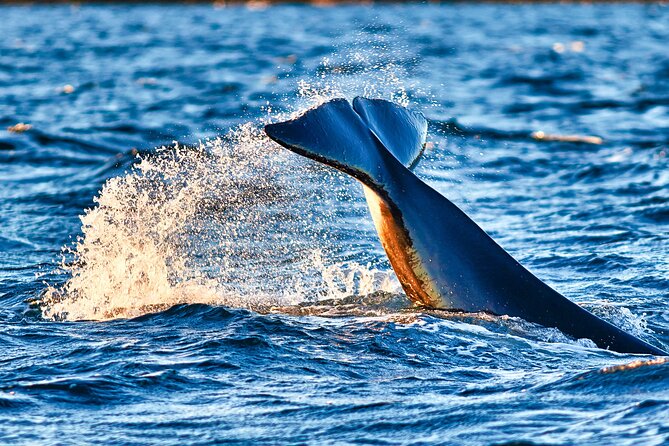 Whale safari with Puffins and Muffins (Andøy, Vesterålen) - Deep Dive into the Experience
