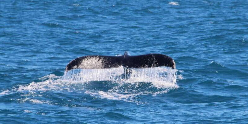 Whale Watching Boat tour in Trincomalee - The Itinerary: What Makes Each Stop Special