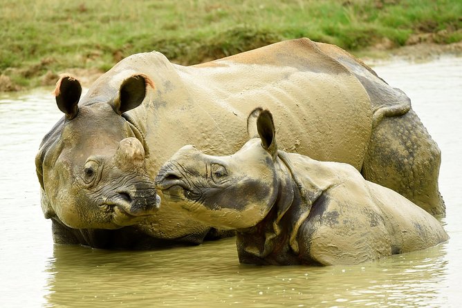Whipsnade Zoo Entry Ticket - Who Will Love This Experience?