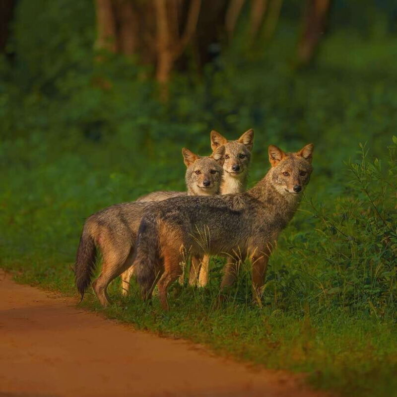 Wilpattu: All Inclusive Private Full-Day Jeep Safari 12h - The Return: Ending the Day