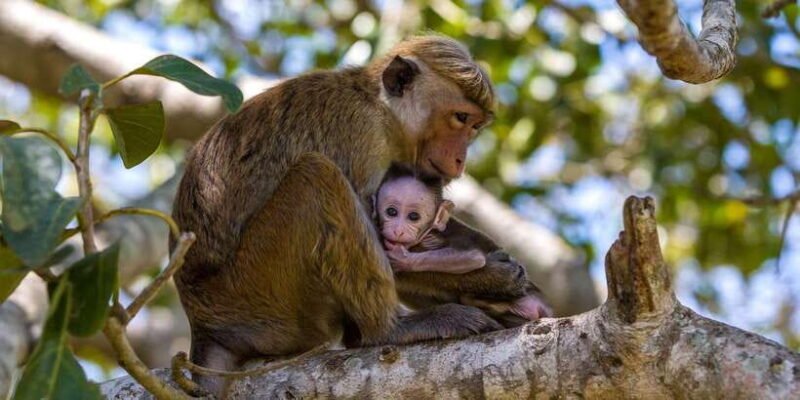 Wilpattu: Jeep Safari Day Tour From Colombo - Summary and Who Should Consider This Tour
