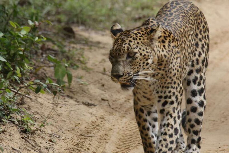 Wilpattu National Park : 5 Hours & 12 Hours Day Tours - Final Thoughts