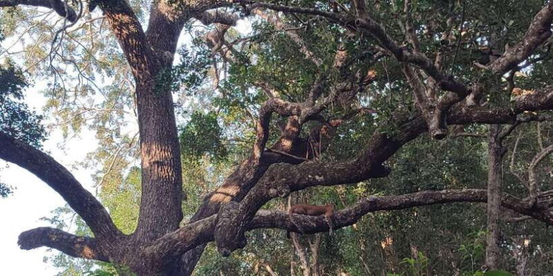 Wilpattu National park - Full day Safari (06:00am - 18:00pm) - The Value of the Tour