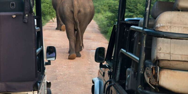 Wilpattu National Park Safari Tour from Colombo - A Closer Look at the Itinerary