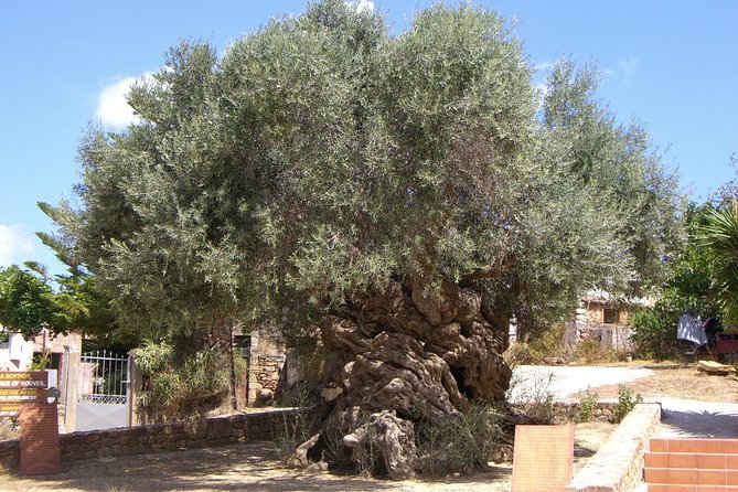 Wine, Beer, Olive Oil Tasting Private Tour (price per group of 6) - Authenticity and Value