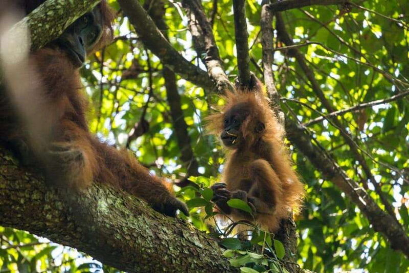 Wonderfull Orangutan Sumatera Jungle Trekking and tour - Final Words