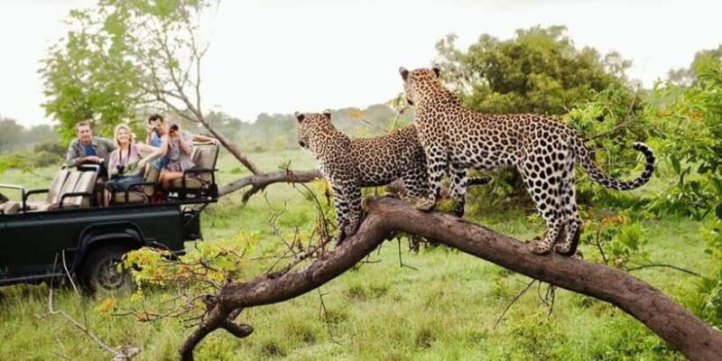 Yala: 1 Day Leopard Safari with Picnic Lunch from Hambantota - Deep Dive into the Details