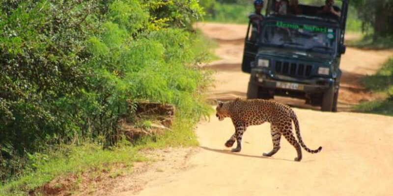 Yala National Park Budget Safari - The Practical Details