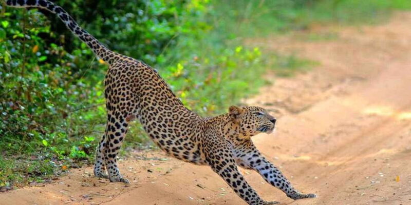 Yala National Park: Full-Day Safari Tour from Colombo - Is This Tour Worth It?
