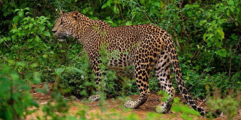 Yala National Park : Full Day Safari(04:30-18:00) - Who Would This Tour Suit?