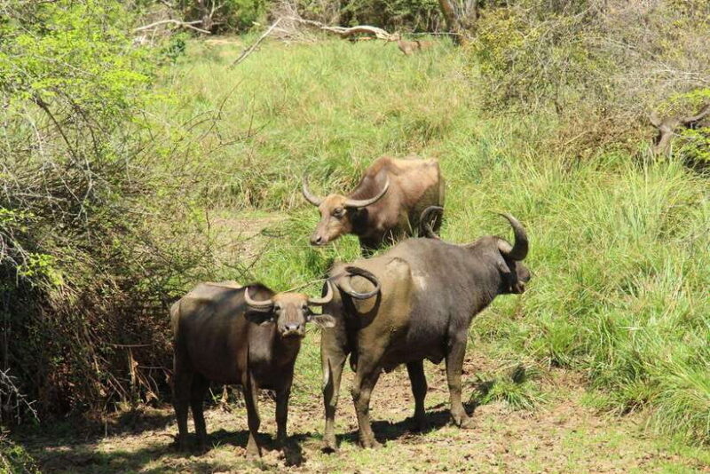 Yala National Park: Half Day or Full Day Leopard Safari Tour - FAQ