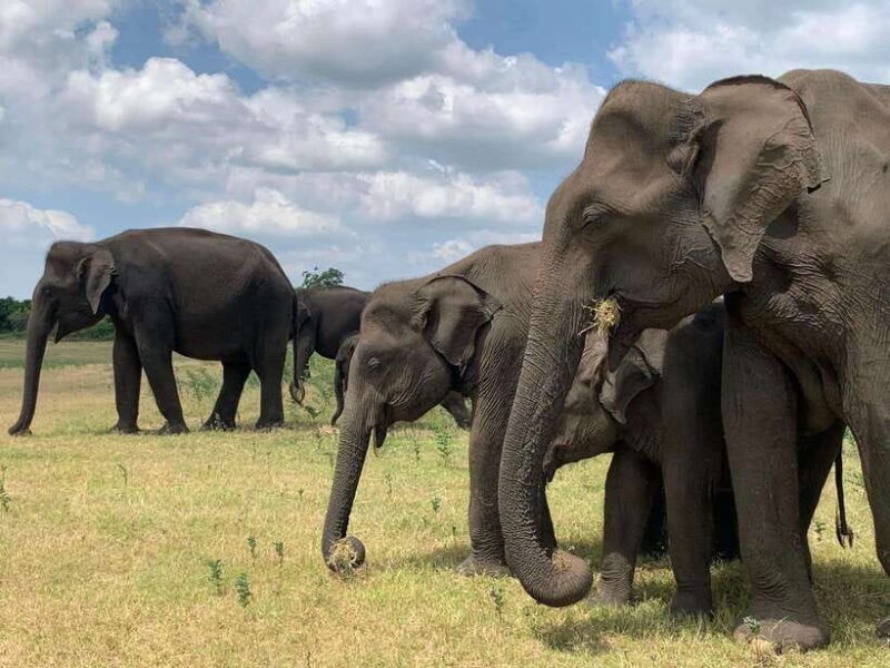 Yala National Park Jeep Safari: Leopards, Elephants & Wild - What to Expect from the Safari Experience