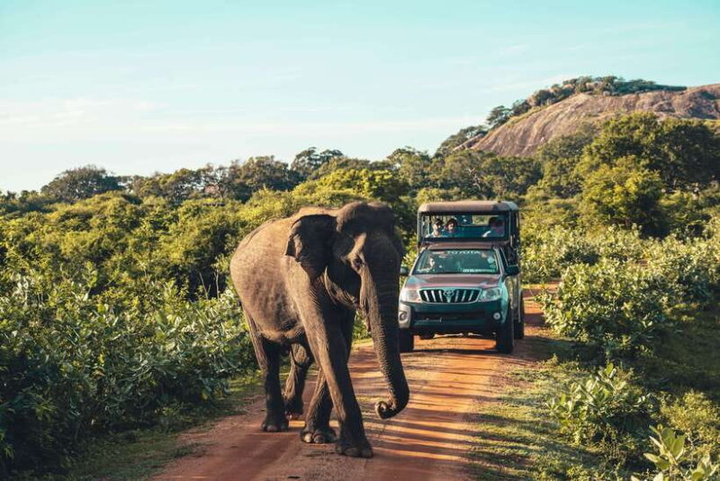 Yala National Park: Leopard Safari Half/Full-Day Safari - What’s Included and What’s Not