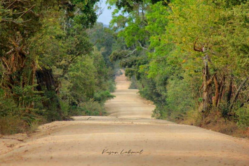 Yala National Park: Morning Half day Safari Tour - Final Thoughts: Who Is This Tour For?