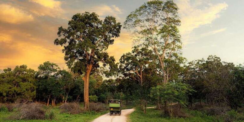 Yala National Park -Morning or Afternoon Leopard Safari Tour - Final Thoughts