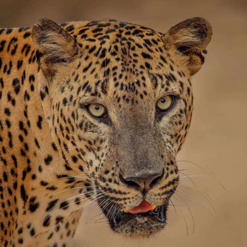 Yala National Park: Morning or Afternoon Safari ( 5 h ) - The Experience: Reviews and Real Feedback