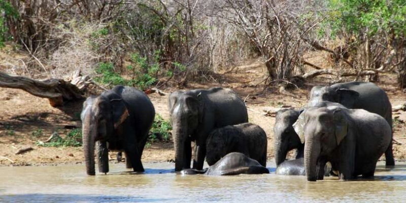 Yala National Park: Private Safari Day Trip with Lunch - The Sum Up