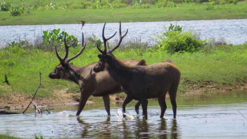 Yala National Park Safari from Tangalle - The Experience: What Travelers Say