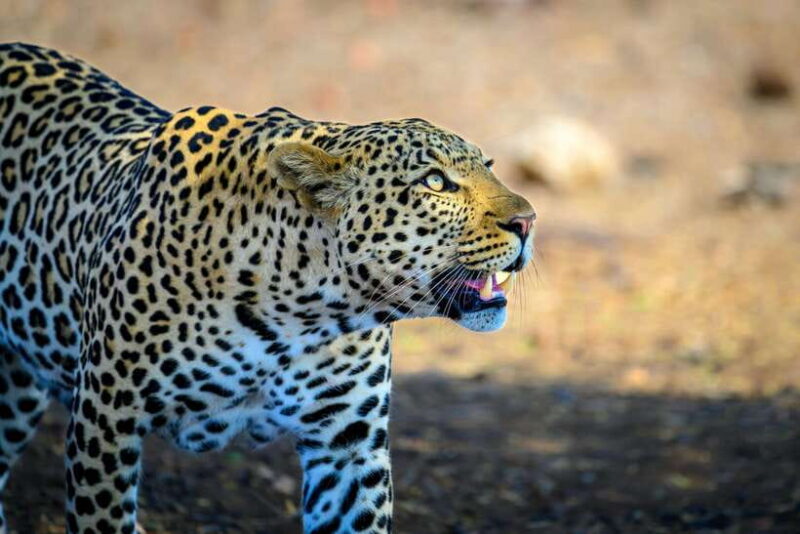 Yala National Park Safari Tour from Hambantota Port - What’s Included and What’s Not