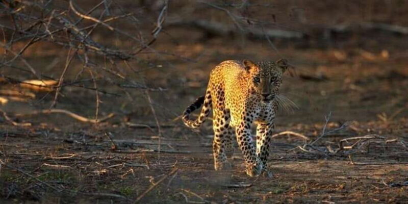Yala: Night Drive in Yala National Park Buffer Zone! - Why This Night Drive Offers Authenticity and Value