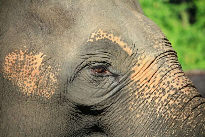 YALA SAFARI TOUR with Galle/Mirissa/Tangalle/Ella Transfers - The Experience of the Transfer & Logistics