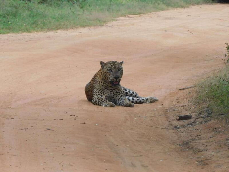 Yala Safari Tours from Ella/Mirissa/Hiriketiya/Tangalle - Who Will Love This Tour?