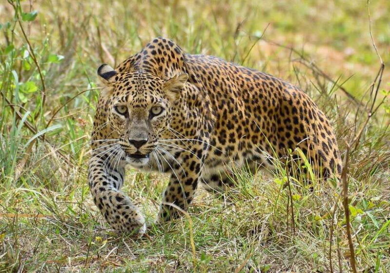 10-Day Wild Life Sri Lanka Tour - FAQs