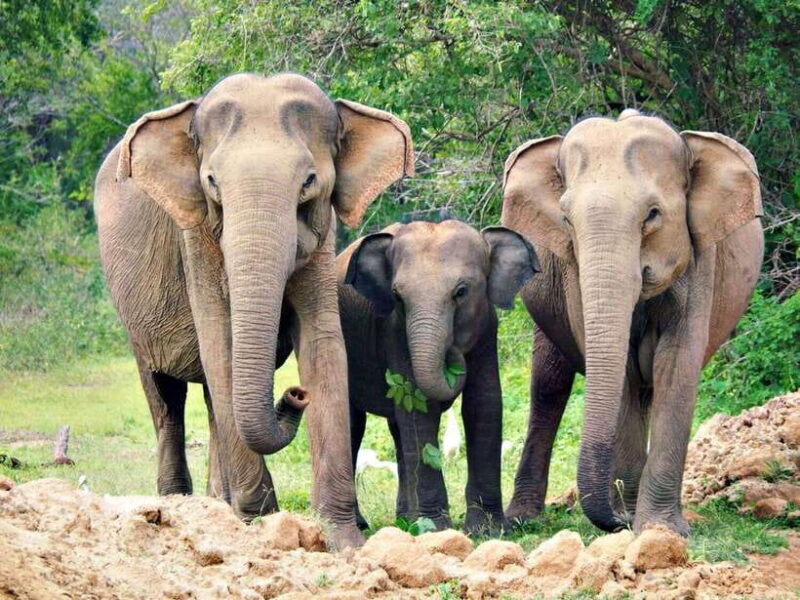 2-Day Ella and Yala Safari: Tour Tour from Colombo - The Sum Up