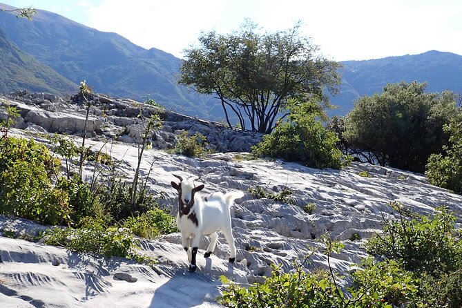 3-Hour Easy Via Ferrata to Sentiero Colodri for whole Family - Summary: Is This Tour Right for You?