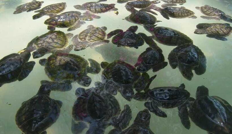 3 Islands Snorkeling with Glass Bottom Boat & GOPRO SHOOT - Overall Value and Experience Summary