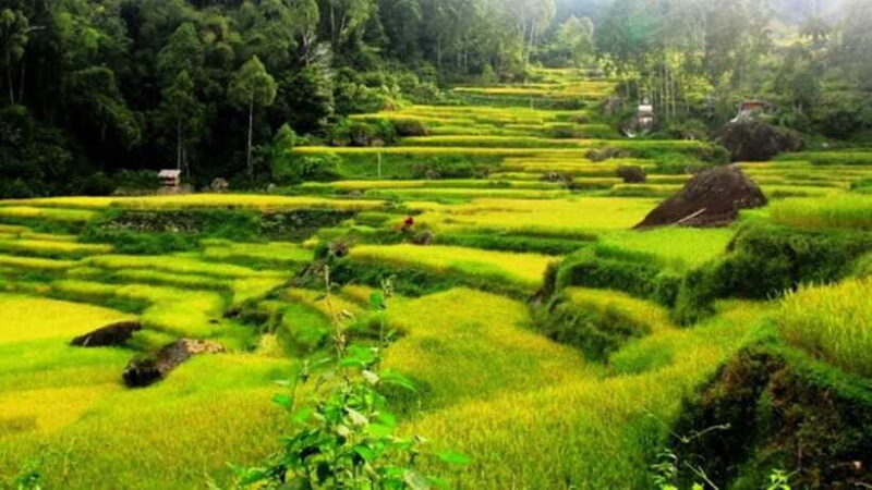 6-Day Toraja Experience Tour with Local Stay from Makassar - The Sum Up