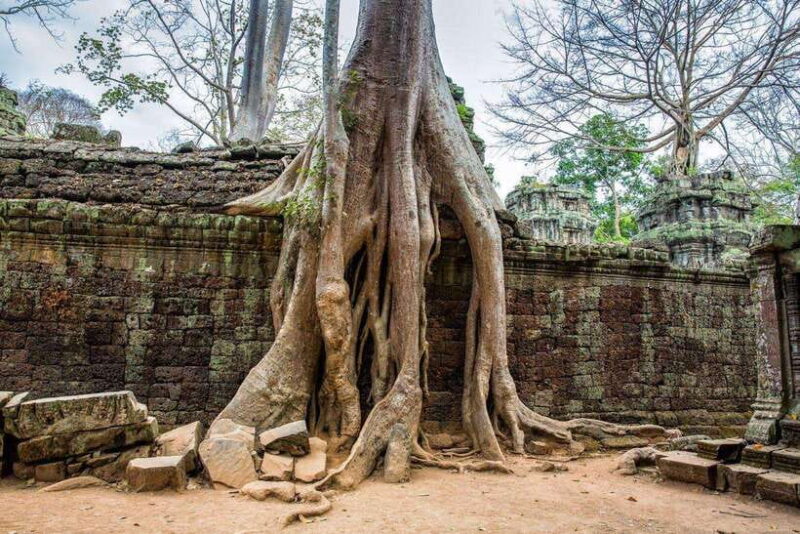 Angkor Wat Small Tour Sunrise With Private Tuk Tuk - Real Traveler Feedback and Insights