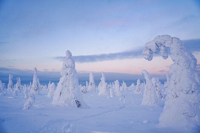 Arctic Adventure through Magical Frozen Forests of Riisitunturi - The Real Value