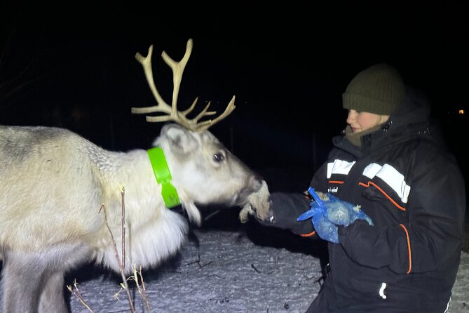 Arctic Adventure with Reindeer and Northern Lights Hunt 18:30 pm - FAQs About the Arctic Reindeer & Aurora Tour