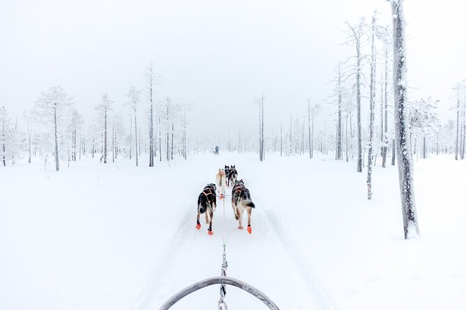 Arctic Animals Adventure with Lunch Buffet - Final Thoughts: Who Should Book This?