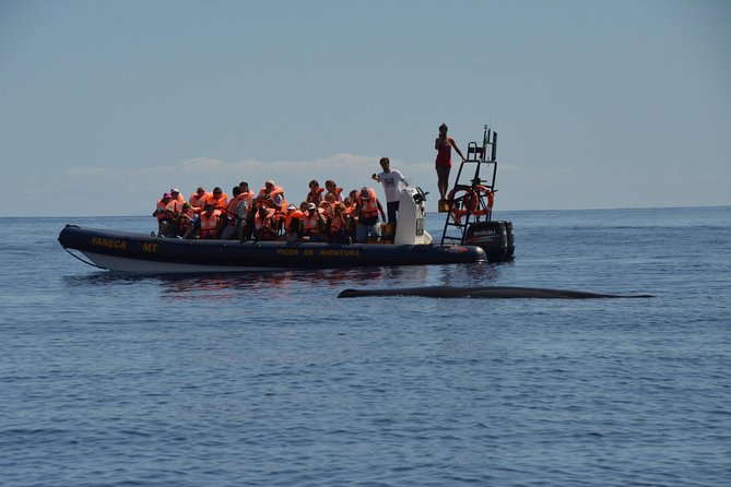 Azores Whale Watching Tour  Ponta Delgada - Practical Tips for Your Trip