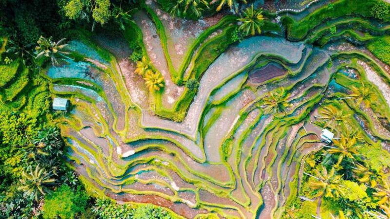 Bali: Best Waterfalls & Rice Terrace with Private Transfers - Tegalalang Rice Terrace