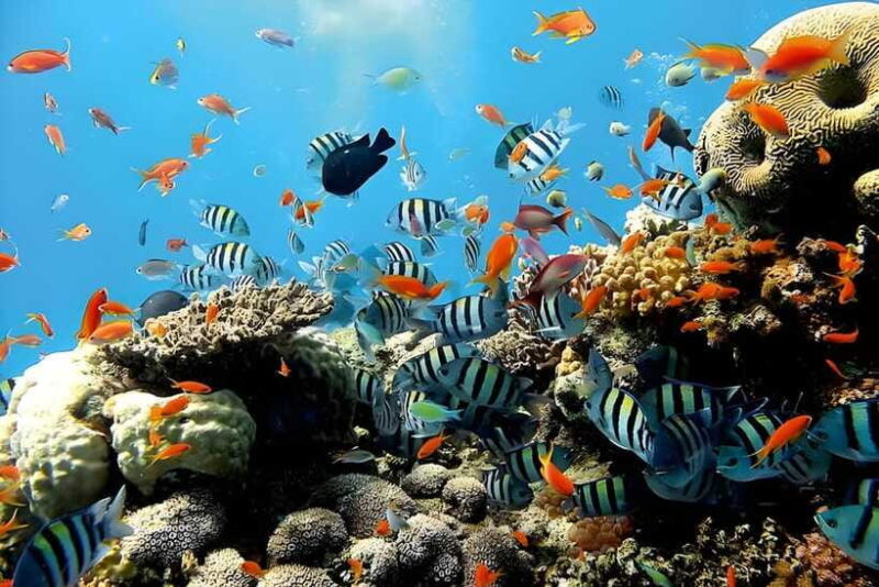 Bali: Blue Lagoon and Tanjung Jepun Snorkeling Tour - FAQs