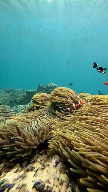 Bali: Blue Lagoon and Tanjung Jepun Snorkeling Tour - Authentic Experiences and Traveler Feedback