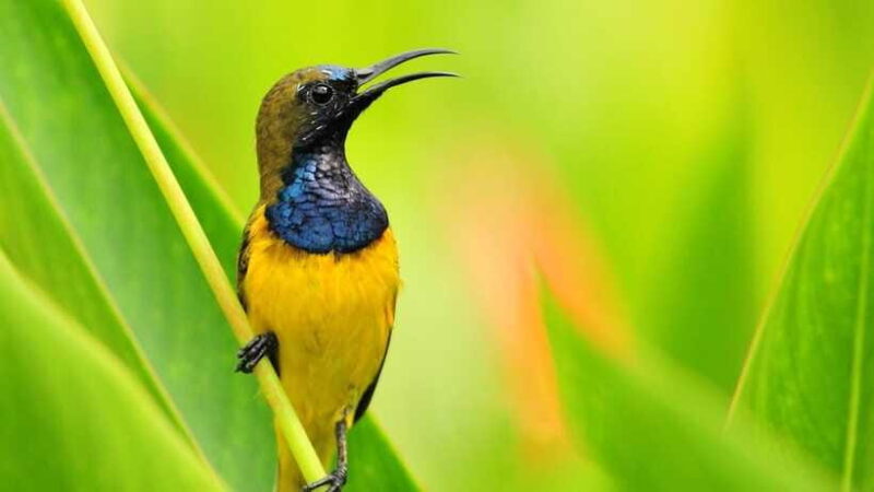 Bali: Countryside Bird Watching Tour with Hotel Transfer - Final Thoughts