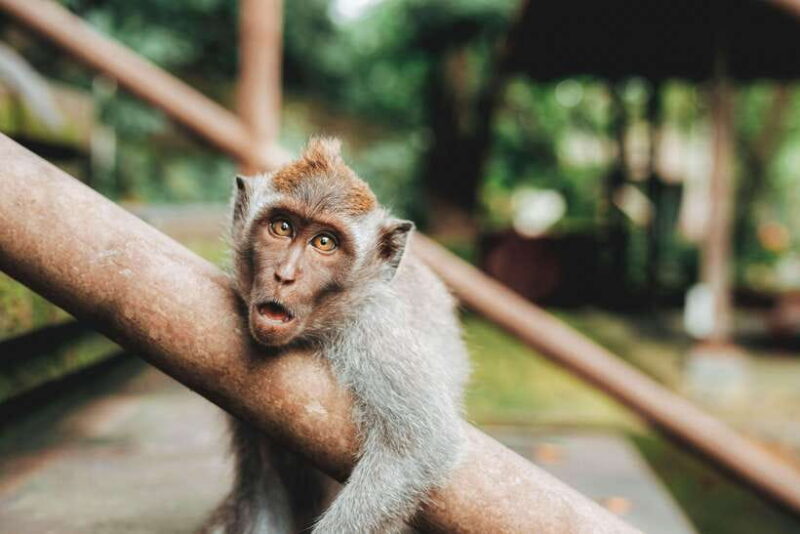 Bali: Customizable Tour with Local Guide - Price and Value Analysis