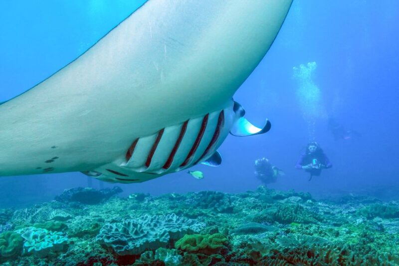 Bali: Full-Day Snorkeling Trip to Nusa Penida & Manta Point - FAQ